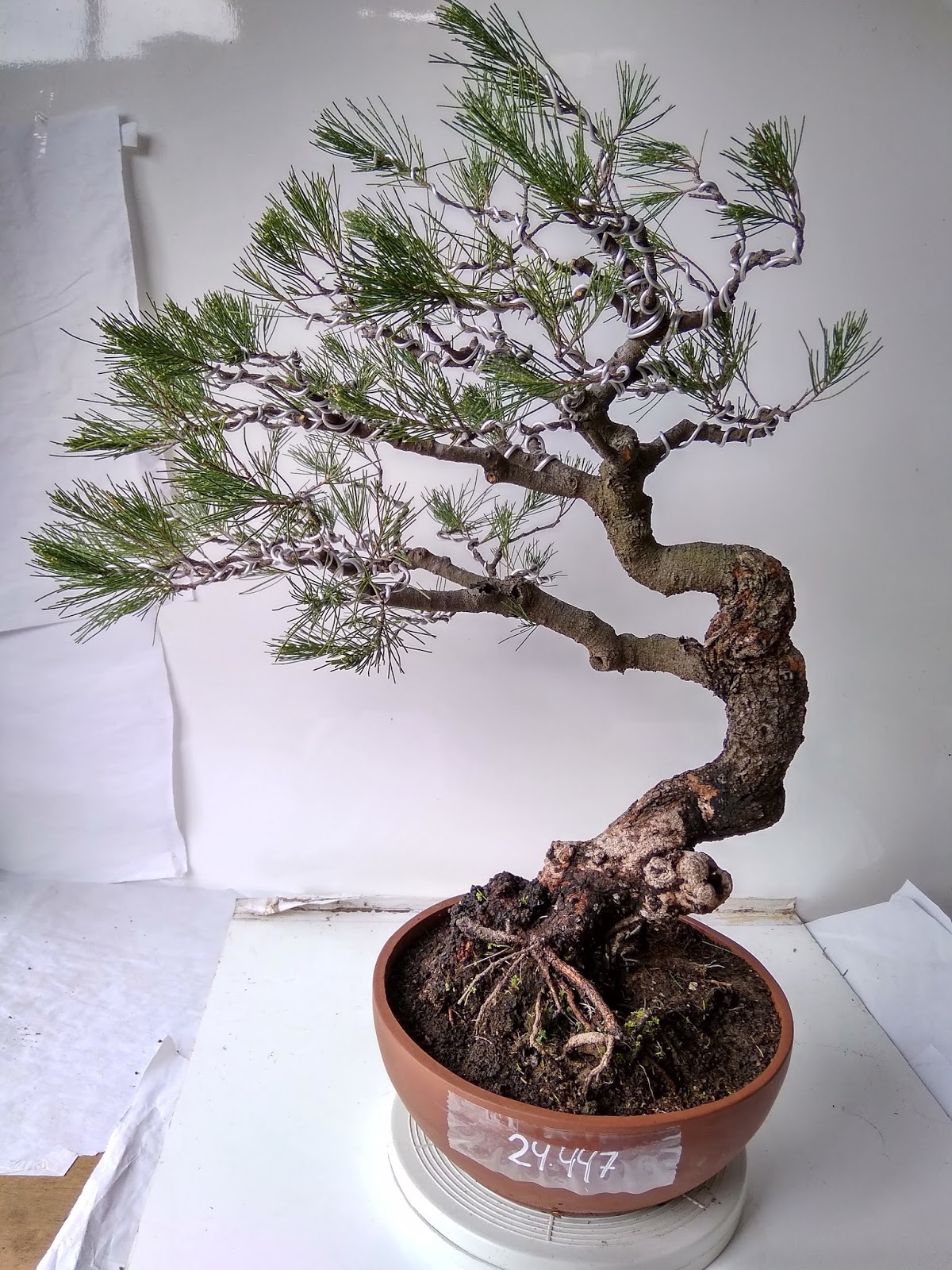 Bonsai Casuarina Equisetifolia 24.447 WINDSWEPT STYLE N | Indonesian ...