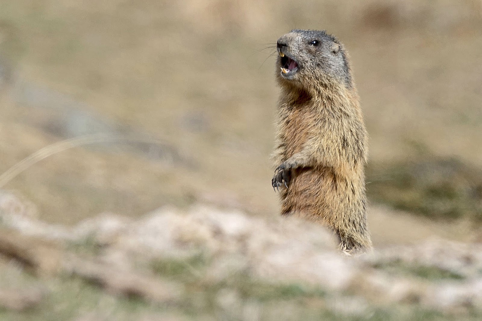 4 passi in Val di Sole: Il risveglio delle marmotte sui monti di Vermiglio