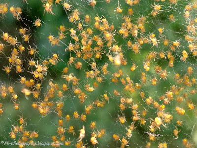 Spiderlings | Nature, Cultural, and Travel Photography Blog