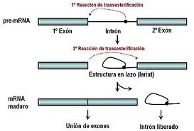 BIOLOGOCALENTANO: FORMAS DE SPLICING DE INTRONES