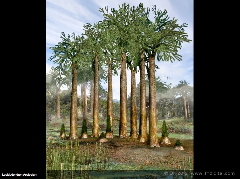 Wildfilm: Lepidodendron and Sigillaria