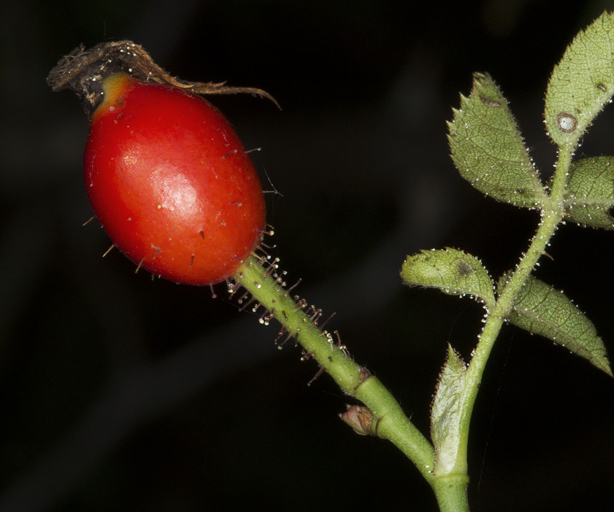 Small-Flowered Sweet-Briar | Naturally