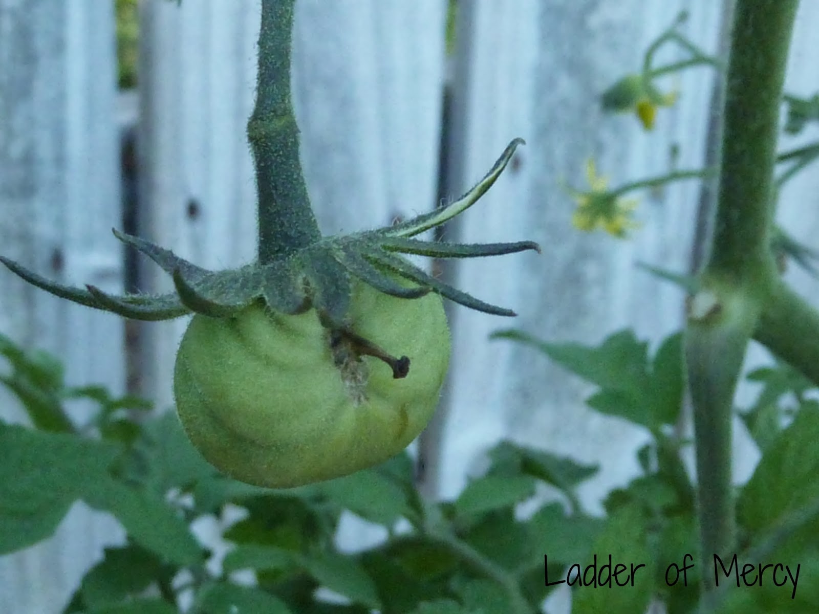 Ladder of Mercy: Of Harvests and Thank Offerings