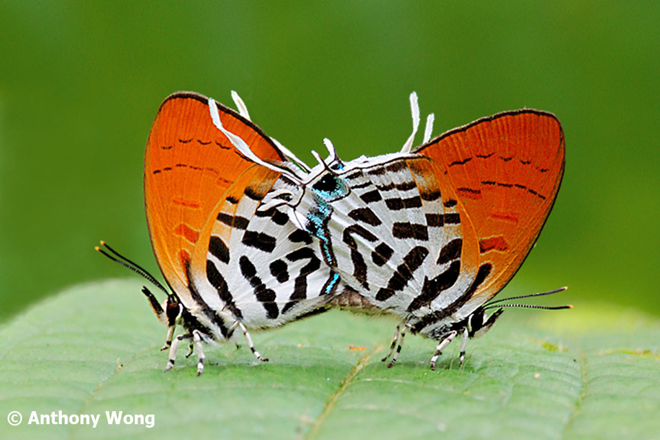 Butterflies of Singapore: Sexual Dimorphism : Part 1