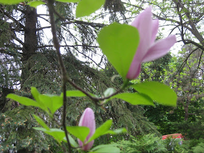 Always, Robins Egg Blue: MOTHER OF INVENTION. . . . TRUDI TEMPLE