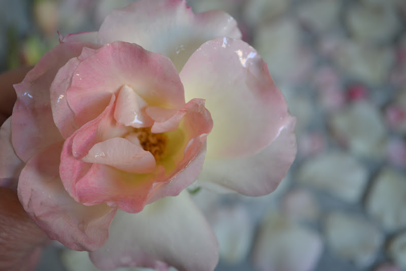 French Blue and Peachy Pink: How To Crystallise Rose Petals