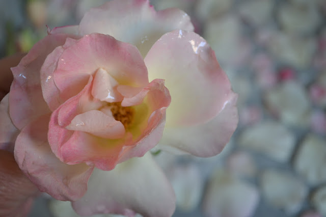 French Blue and Peachy Pink: How To Crystallise Rose Petals