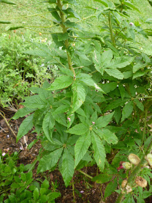 Spider Flower - Rose Queen - Cleome | SL Flora