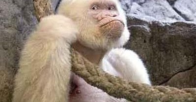 MMI: Al Kisah Monyet Putih Di Kota London