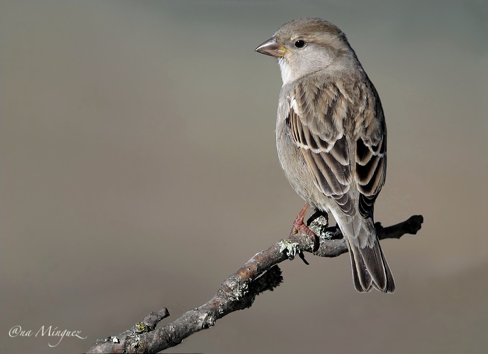 NATURANAFOTOS: Gorrión moruno