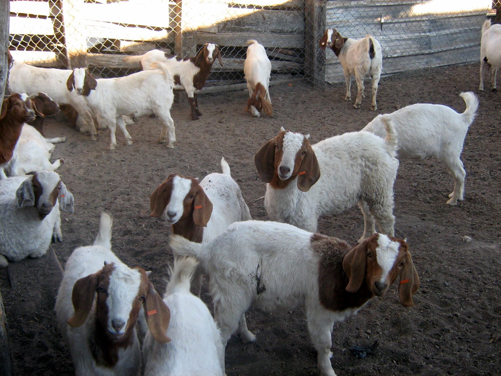 Los Ranchos de ganado de México: Criadero de cabras boer y chivos boer ...