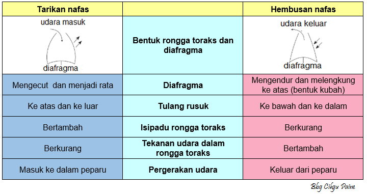 Blog Cikgu Paine: 1.1 Mekanisme Pernafasan Manusia