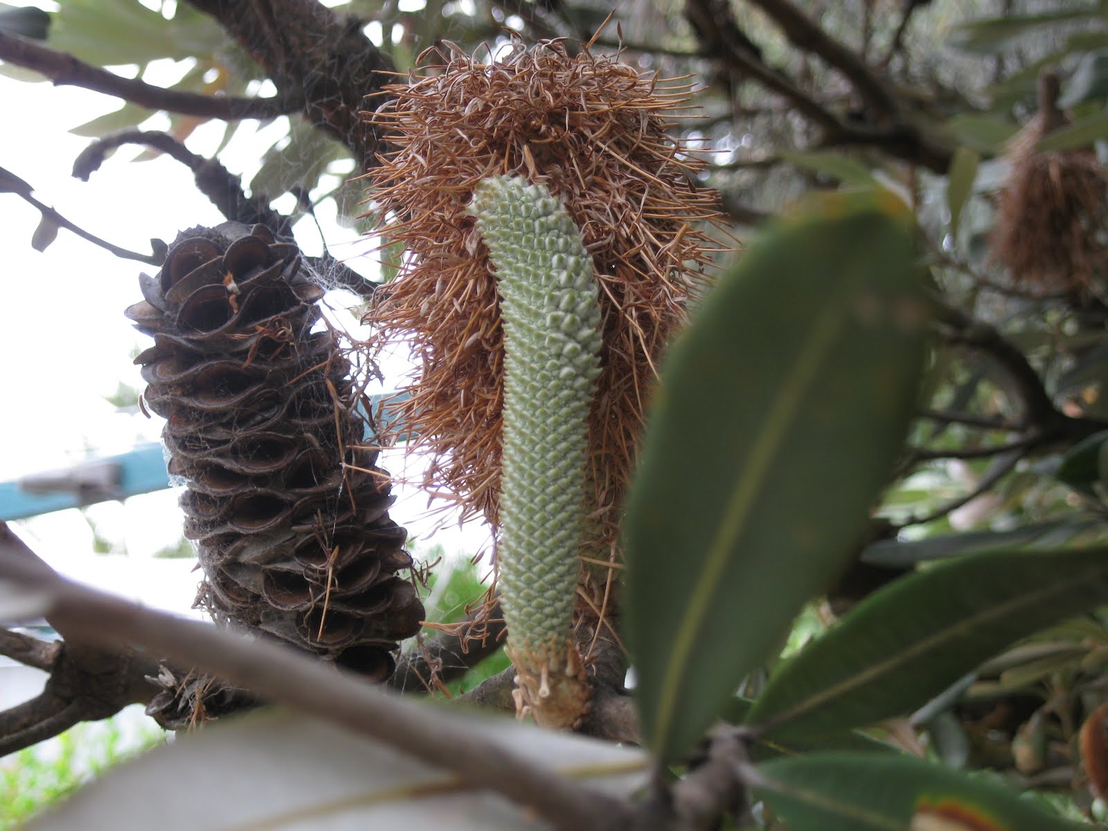 Robin's Double Life: Stunning gnarled trunks and banksia cones