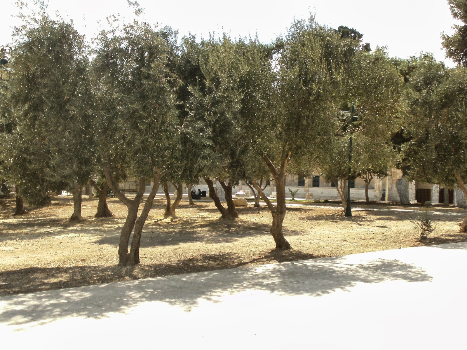 Wenn Vicky eine Reise macht...in Israel: Der Felsendom