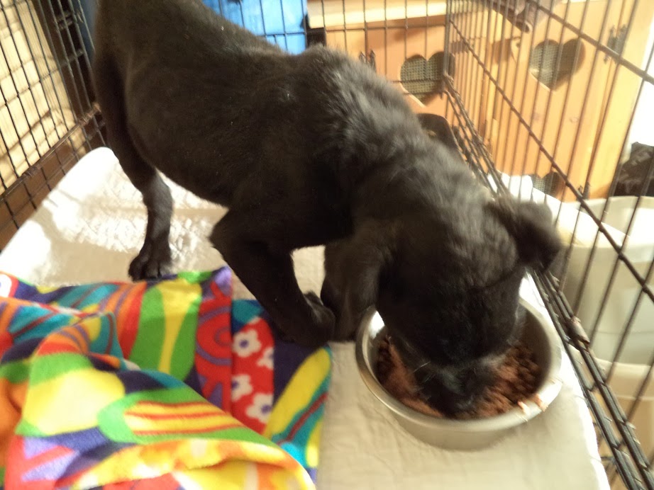 Red Lake Rosie's Rescue: Daisy: Puppy with rickets