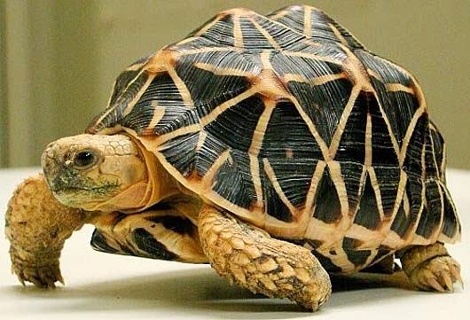 Indian star tortoise - Introspective World
