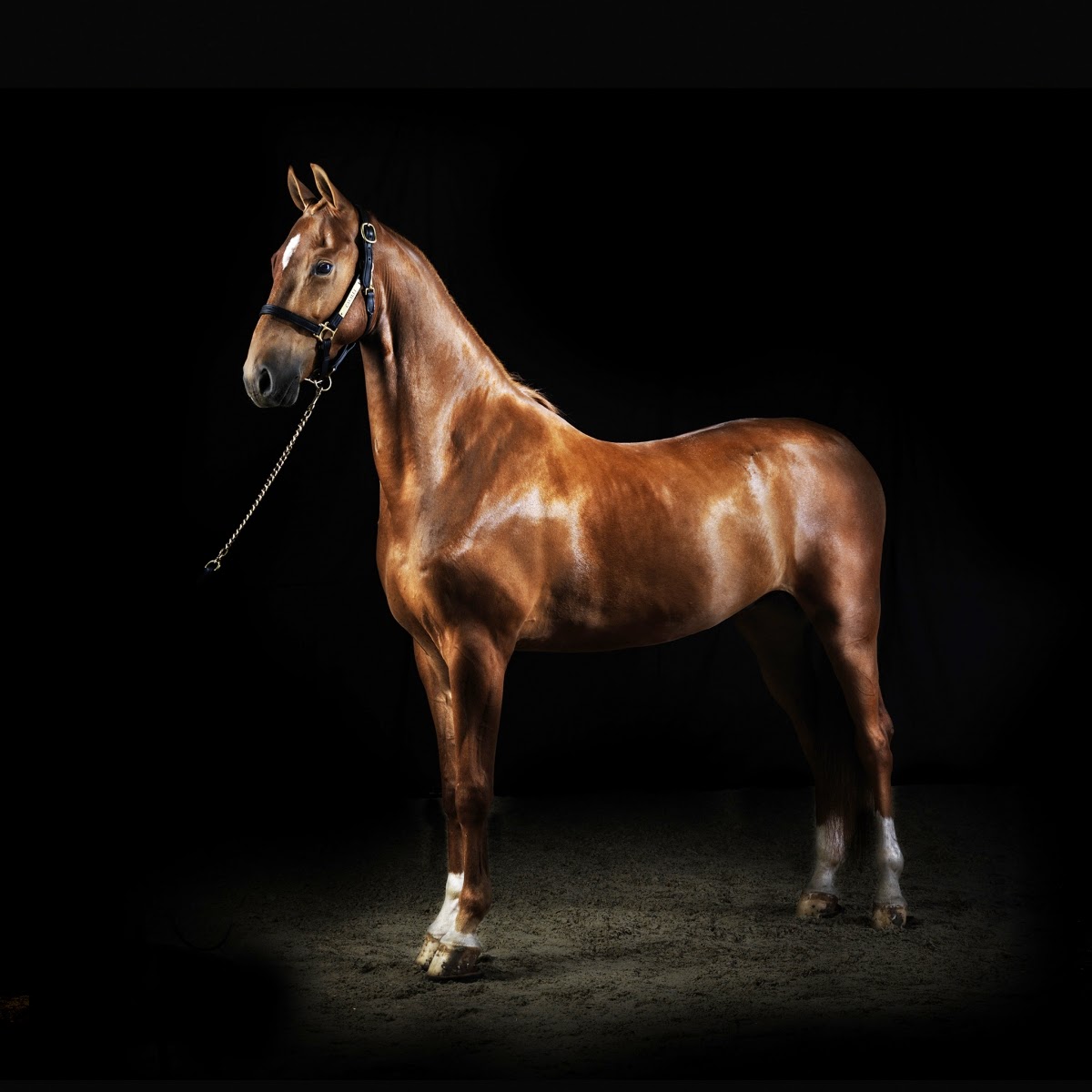 X FACTOR PROPERTY SHOWCASE: Beauty, Power and Harmony