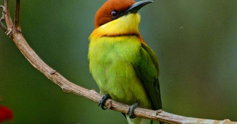 Chestnut-headed bee-eater photos | Birds of India | Bird World