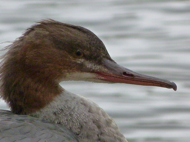 Valley Naturalist: Taking the piscivore