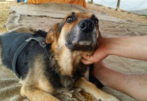 Fauna Urbana Villa María: La historia de Negrito, perrito invalido que ...