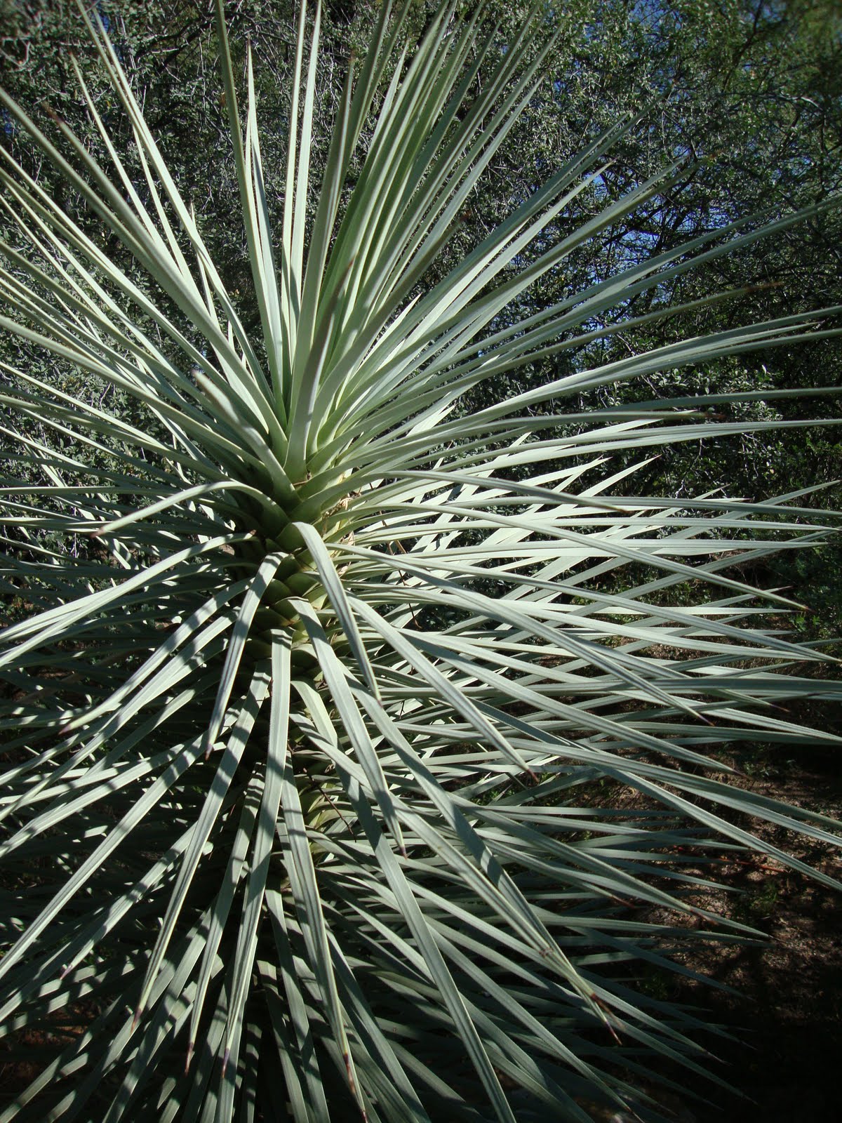 danger garden: The Tucson Botanical Gardens