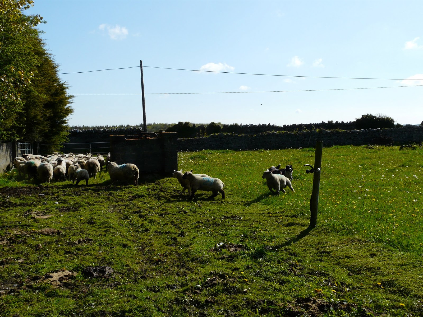 The Sheep's Age And Their Teeth