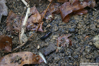 Sluggin' Along: Earwig Look-alike