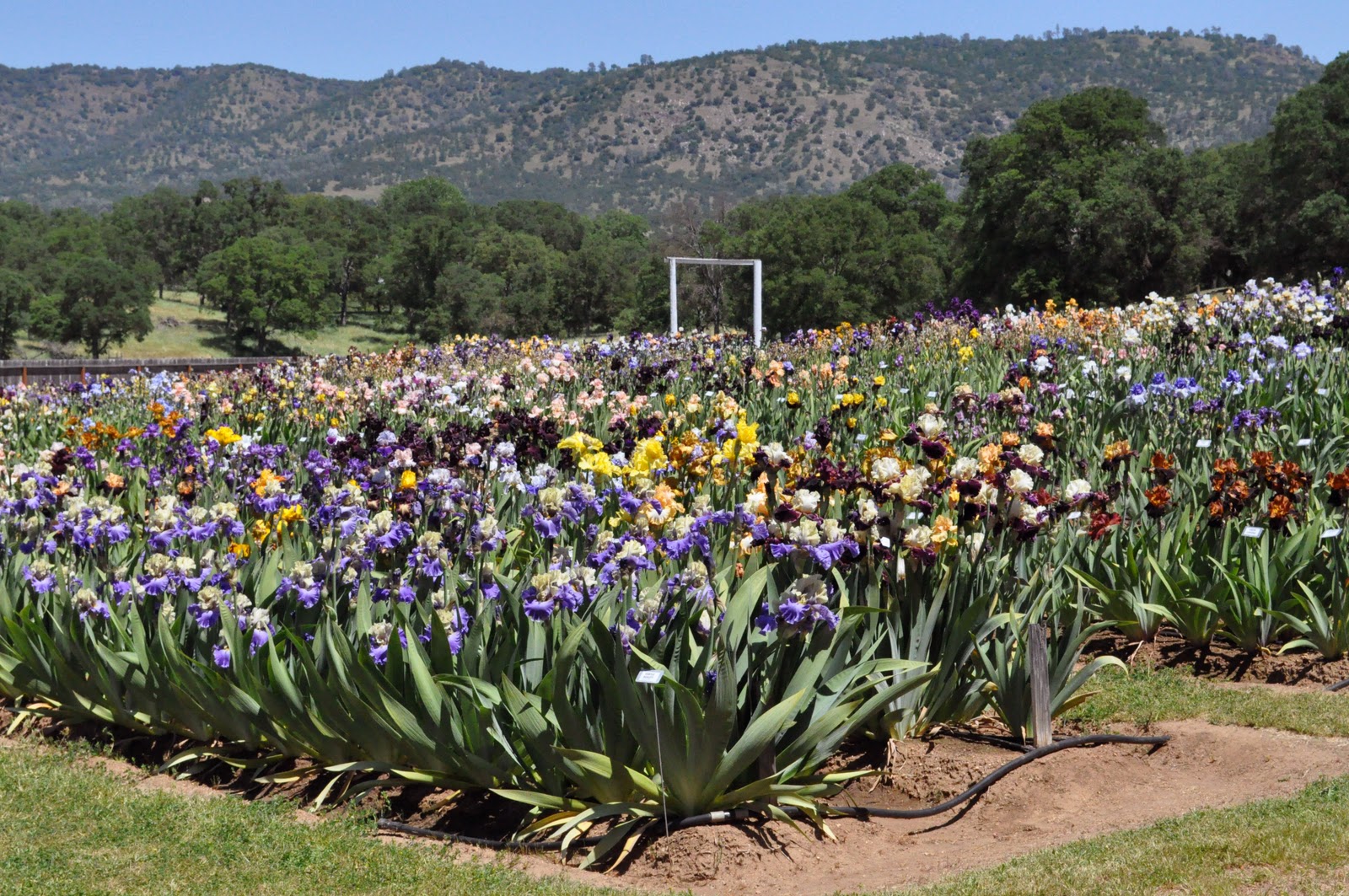 World of Irises: Swing Into Spring With Iris Garden Visits
