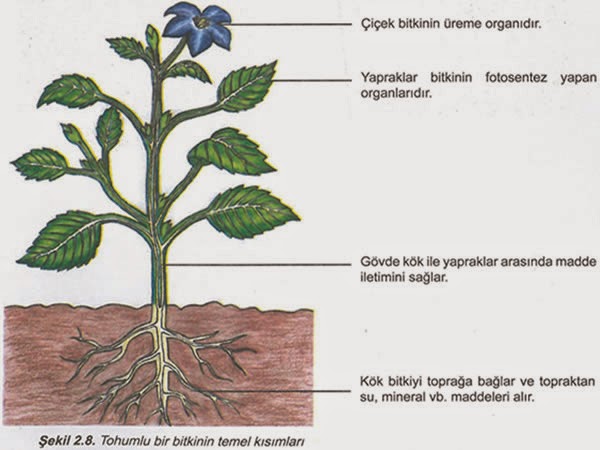 BİLKEM: BİTKİ BİYOLOJİSİ