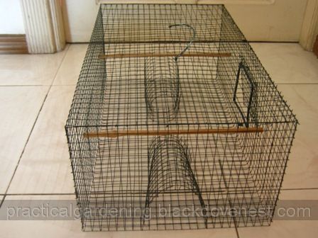 Practical Gardening: Homemade Bird Trap - Painting the Cage