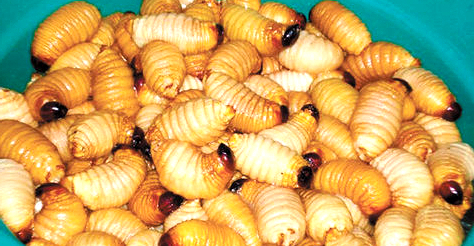 ¡Seño una brocheta de Gusanos y dos platos de hormigas para llevar ...