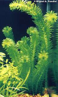 Microscopia: Elódea