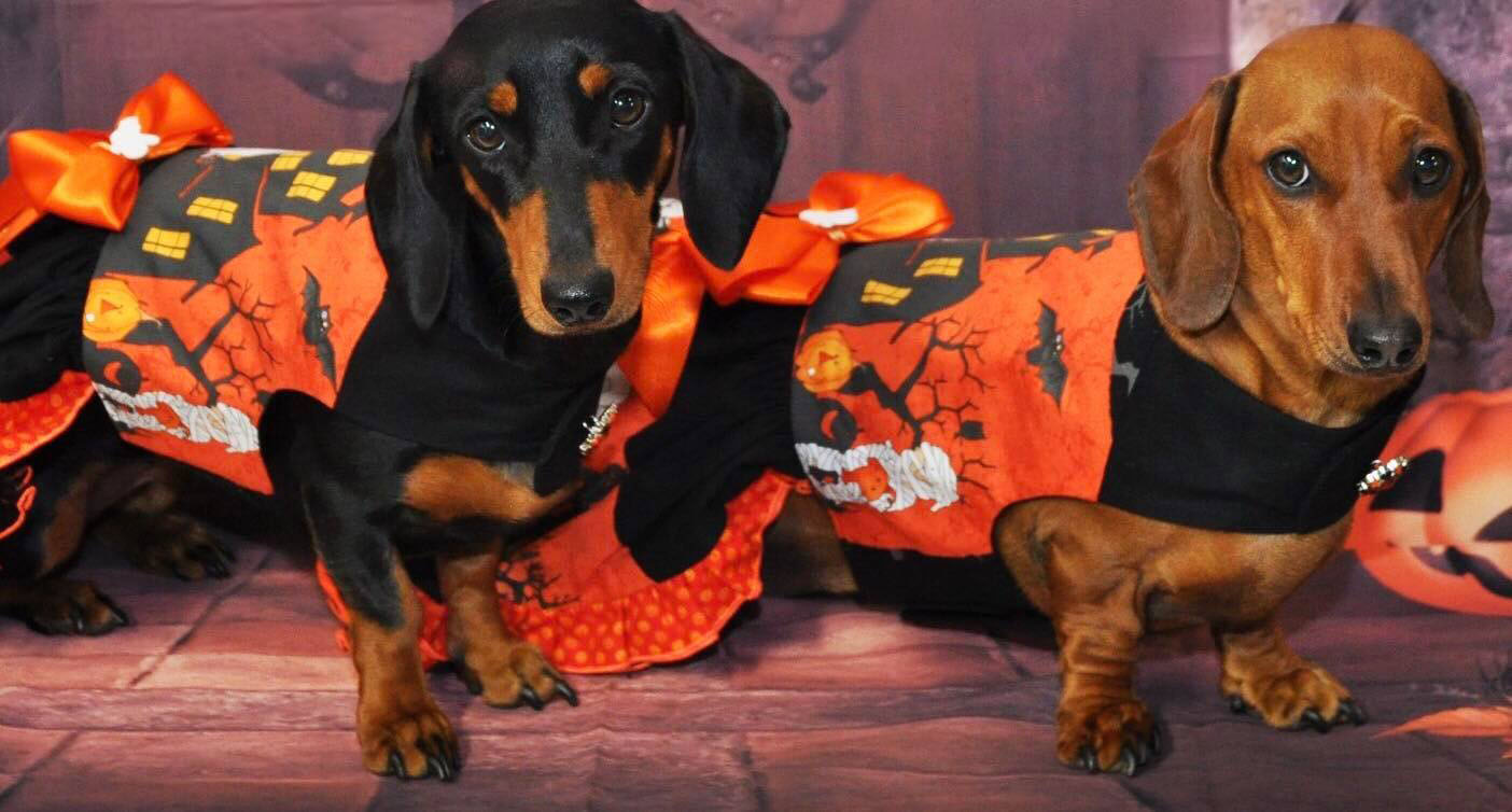 Dachshunds in Paradise Halloweiner - Oct 29 | Australian Dog Lover