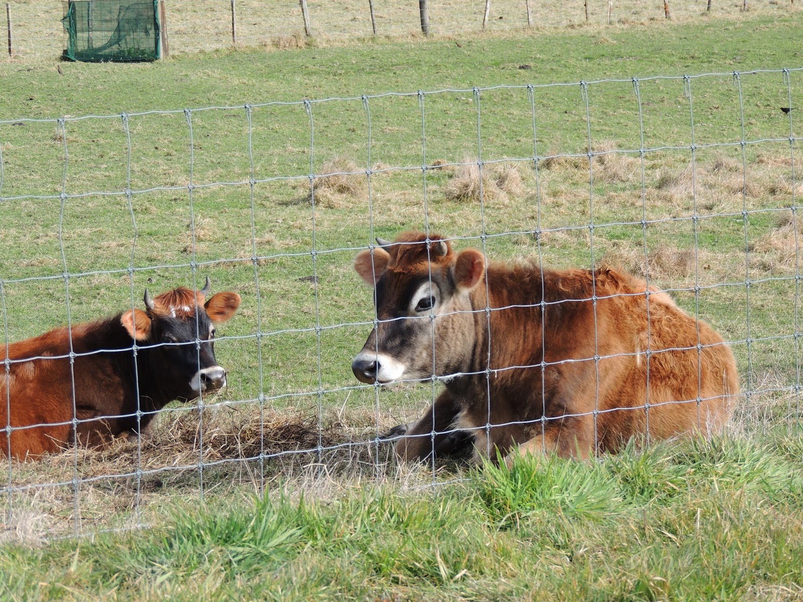 THE ROAD TAKEN : Revisiting Murchison