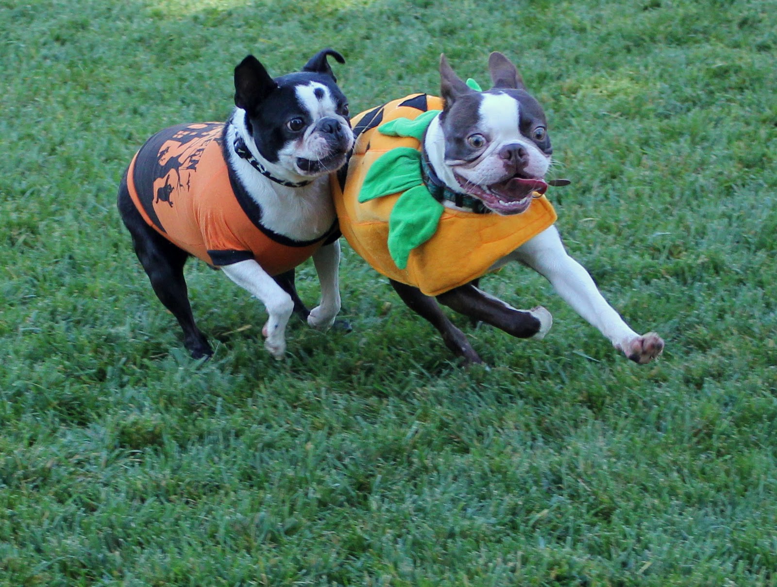 Taming Wild Angels: Boston Terrier Halloween Party!