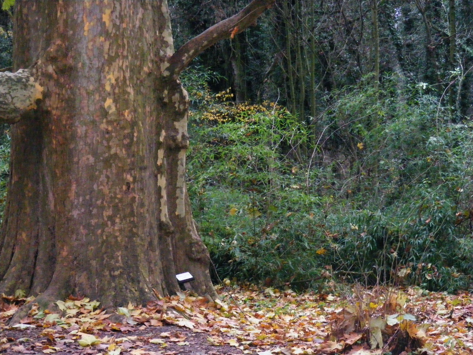 Vacante de 5 stele: Parcul dendrologic Simeria