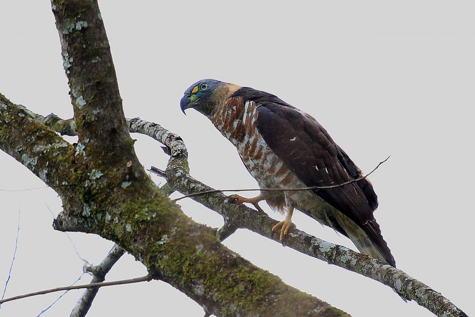 Argentina nativa: Gavilán pico de garfio (Chondrohierax uncinatus)