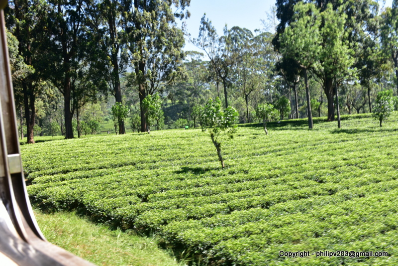 philipveerasingam: Tea plantation and sights along the Railway line to ...