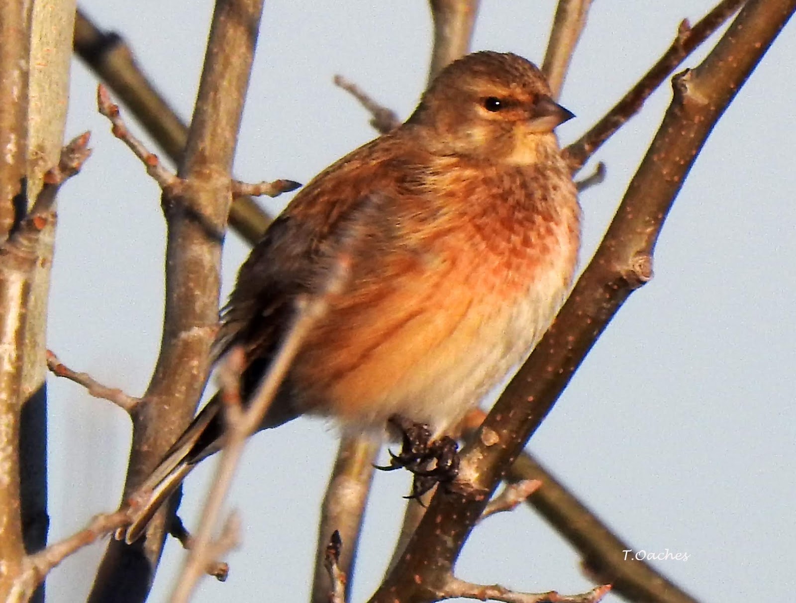 PASARI DIN ROMANIA: CANEPAR (Pietrusel), Linaria cannabina