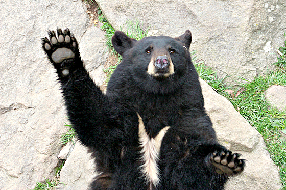 Funny black bear