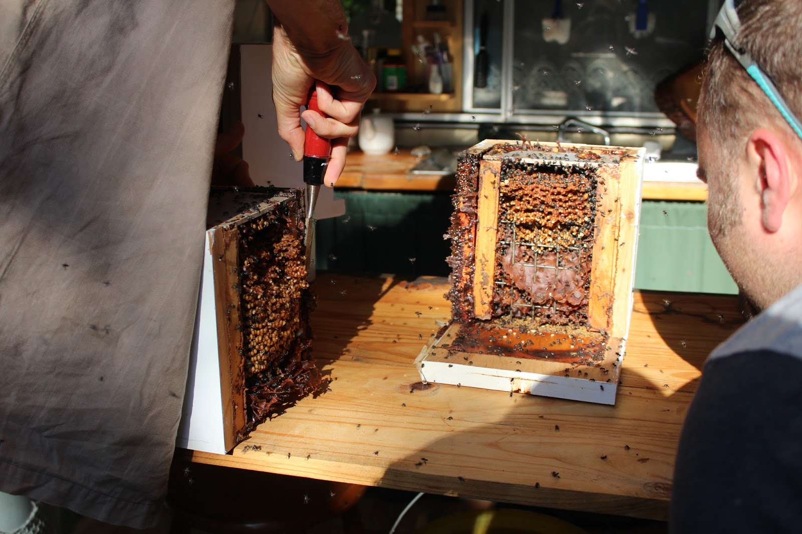 Native bee hive split - FROTH design