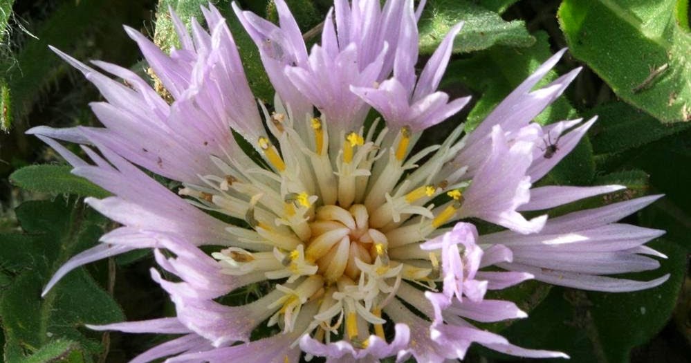 Menuda Natura: Centaurea pullata L.