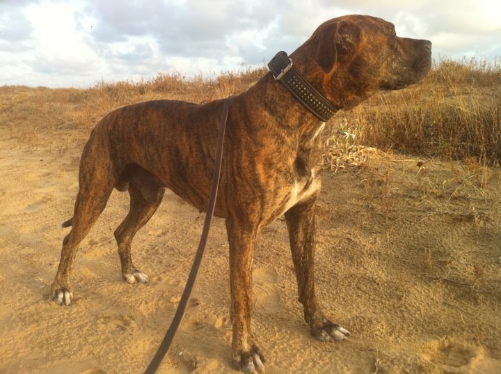 NUNCAJAMAS COCKER: LA CONQUISTA DE ÁMERICA ACABÓ CON LOS PERROS NATIVOS