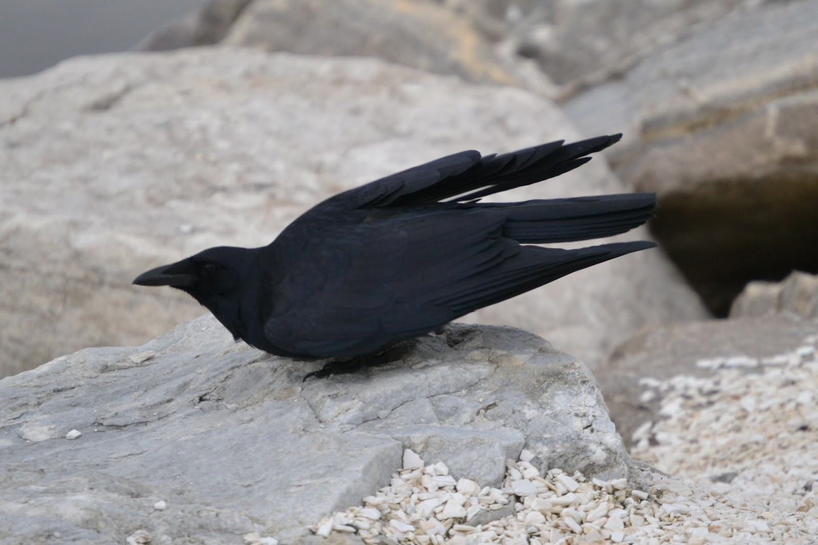 It's All About Purple: An American Crow in Washington