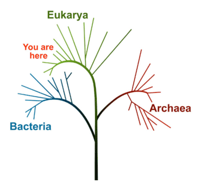 Plant Life: Eukarya