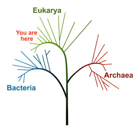 Plant Life: Eukarya