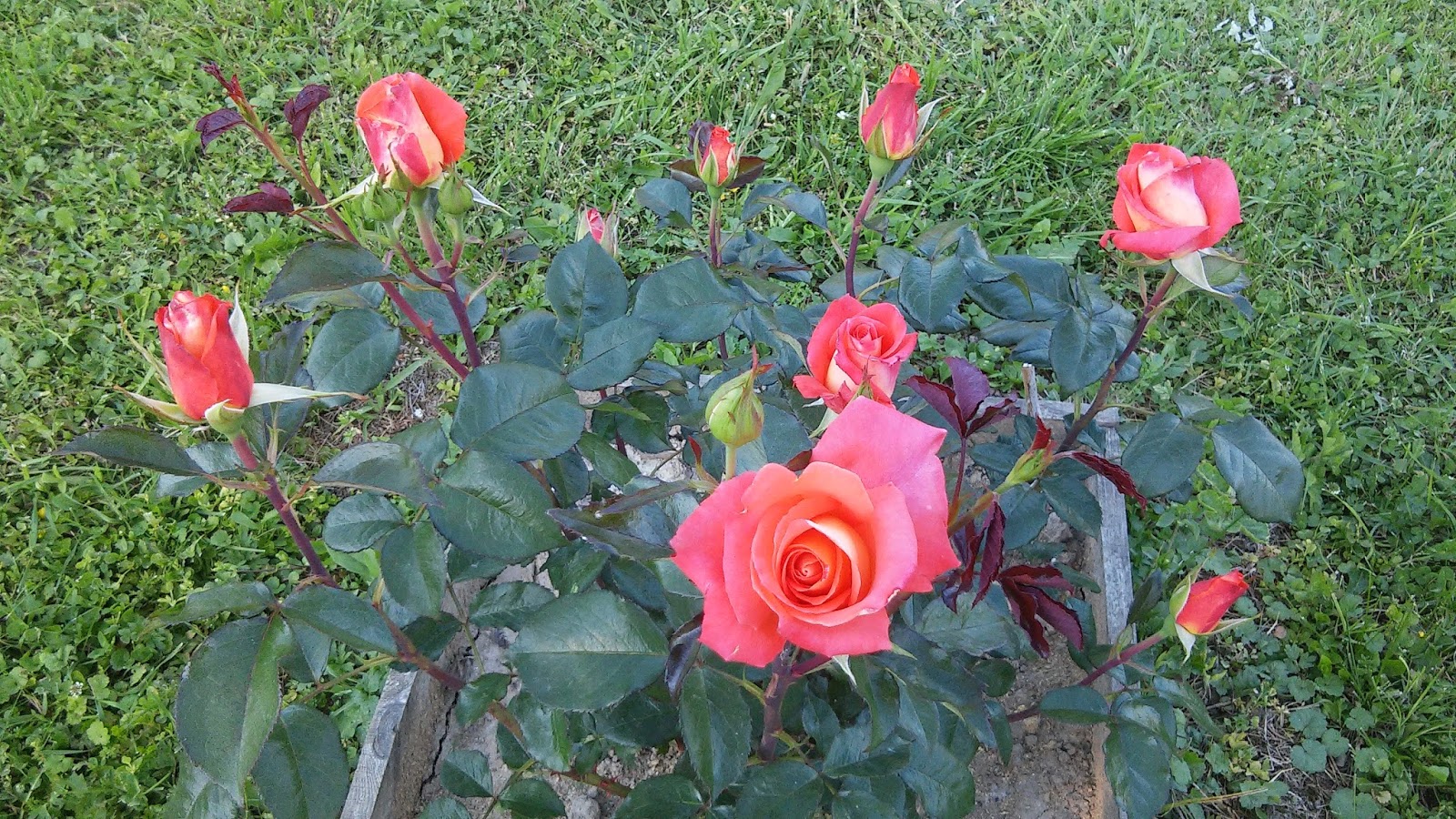 Ranczo Elma: Róża (Rosa) Lambada