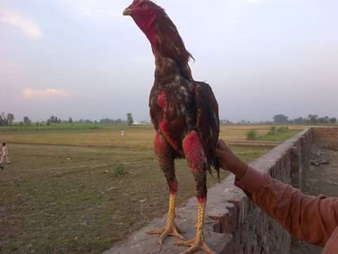 Aseel Murga | Raja Asil