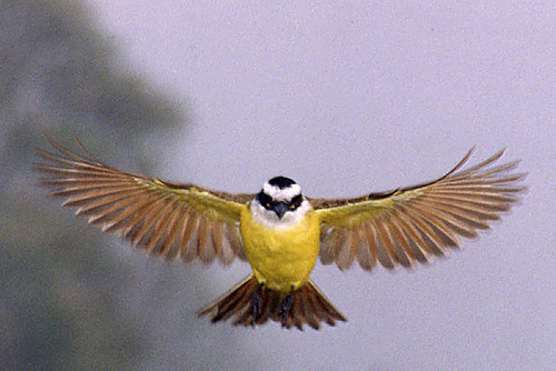 TEIA DA VIDA - CONHECER PARA PRESERVAR!: BEM-TE-VI