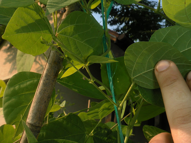 Scirpidiella's Plants: Wild Perennial Hardy Bean (Phaseolus polystachios)